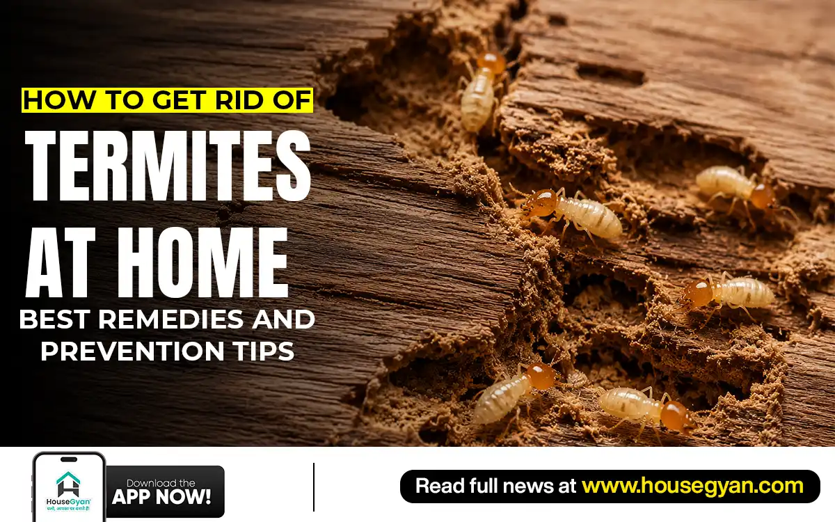 How to Get Rid of Termites at Home: Best Remedies and Prevention Tips ...